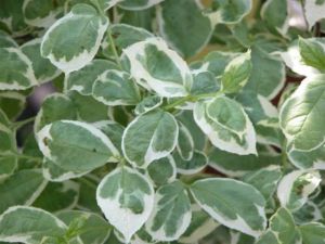 Чубушник венечный"Вариегатус"(Philadelphus coronarius 'Variegatus')